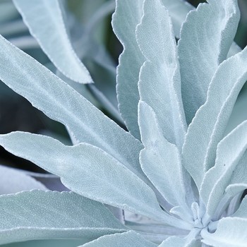 Flower Gardens | Martha Stewart