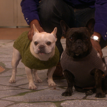 Pet Costumes | Martha Stewart
