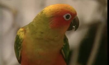 Video: The Lifespan of Parrots | Martha Stewart