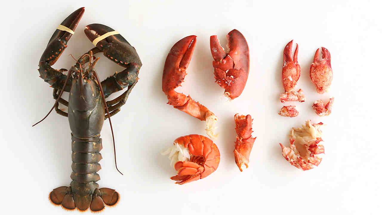 what to do with lobster shells