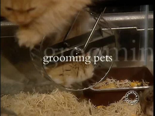Video: Pet Grooming with Marc Morrone | Martha Stewart