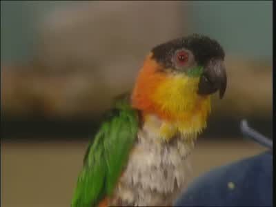 Video: Caique Parrots | Martha Stewart