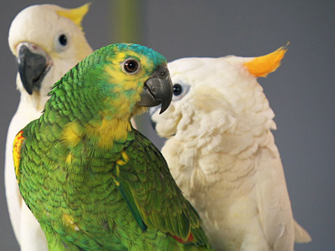 Understanding Bird Behavior | Martha Stewart