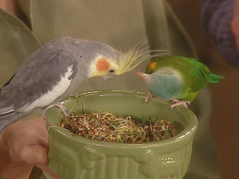 Video: Making Bird Food | Martha Stewart