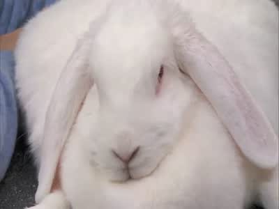 Video: Pet Rabbit Behavior | Martha Stewart