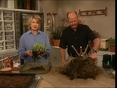 Video: Root Cutting Poppies | Martha Stewart