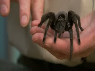 Video: Caring for Tarantulas | Martha Stewart