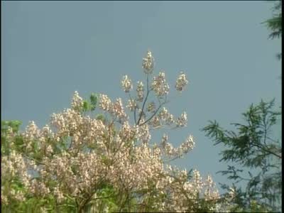 Video: About the Paulownia Tree | Martha Stewart