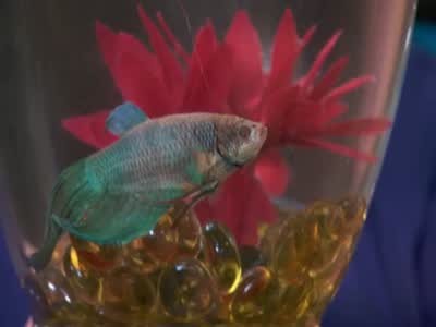 Video: Tips on Siamese Fighting Fish | Martha Stewart