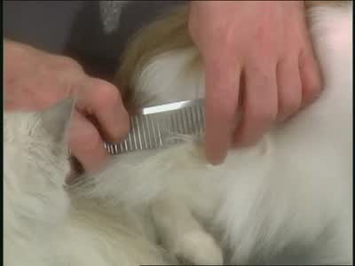 Video: How to Care for Mats in Pet Fur | Martha Stewart