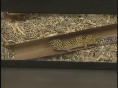 Video: How to Care and Create Burrows for Geckos | Martha Stewart