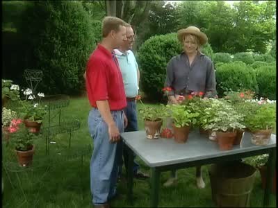 Video: Novelty Geraniums are Perfect for Gardens | Martha Stewart
