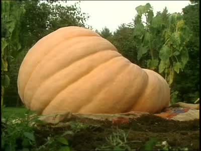 Video: Giant Pumpkin Contest At The Topsfield Fair | Martha Stewart