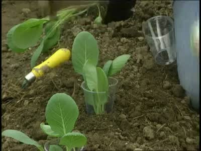 Video: Planting and Protecting Vegetable Garden Seedlings | Martha Stewart