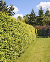 60 Great Ideas for the Garden | Martha Stewart