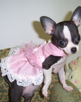 Your Pets in Spring Outfits | Martha Stewart