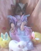 Your Pets in Spring Outfits | Martha Stewart