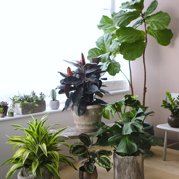 Houseplants | Martha Stewart