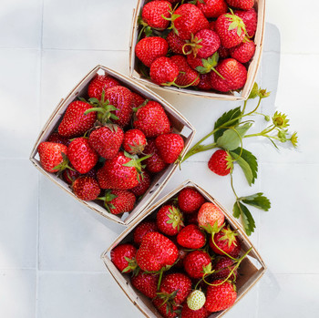 Food Storage | Martha Stewart