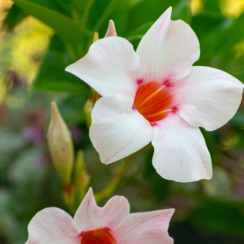 Martha Stewart | Recipes, DIY, Home Decor & Crafts