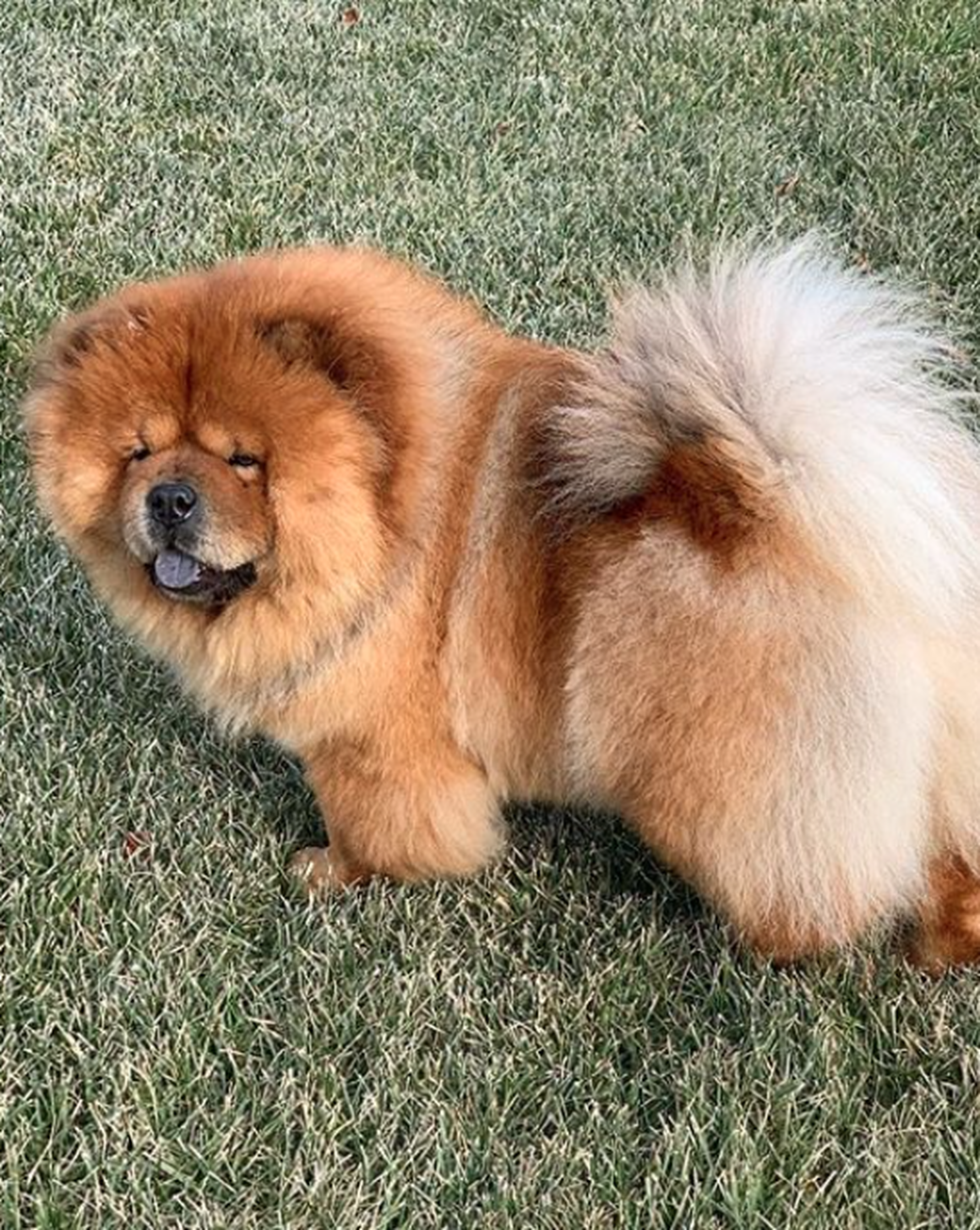 Martha Stewart's Pets Over the Years | Martha Stewart