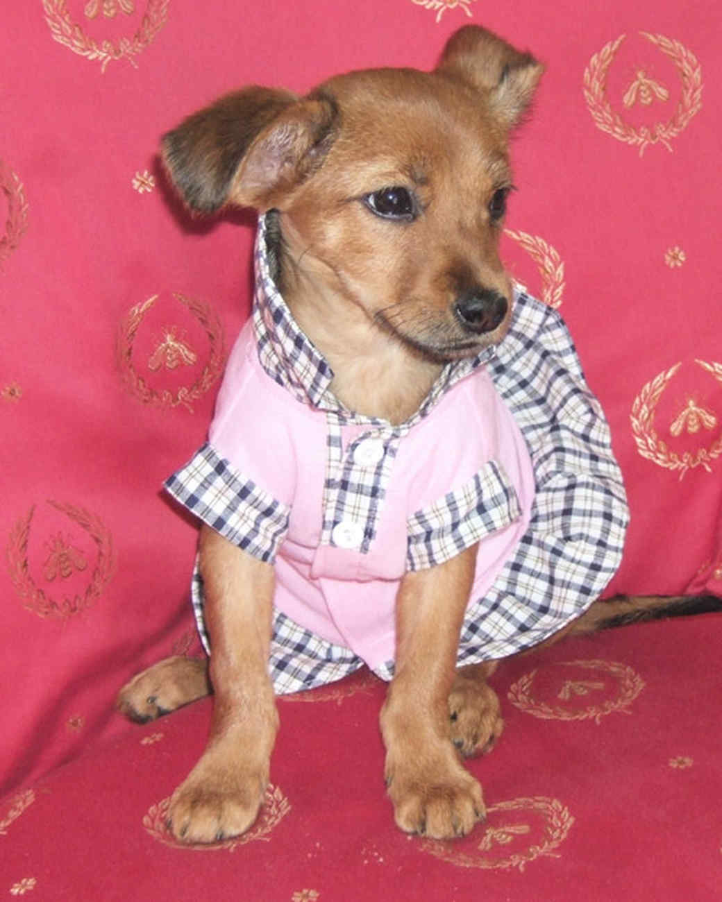 Your Pets in Spring Outfits | Martha Stewart