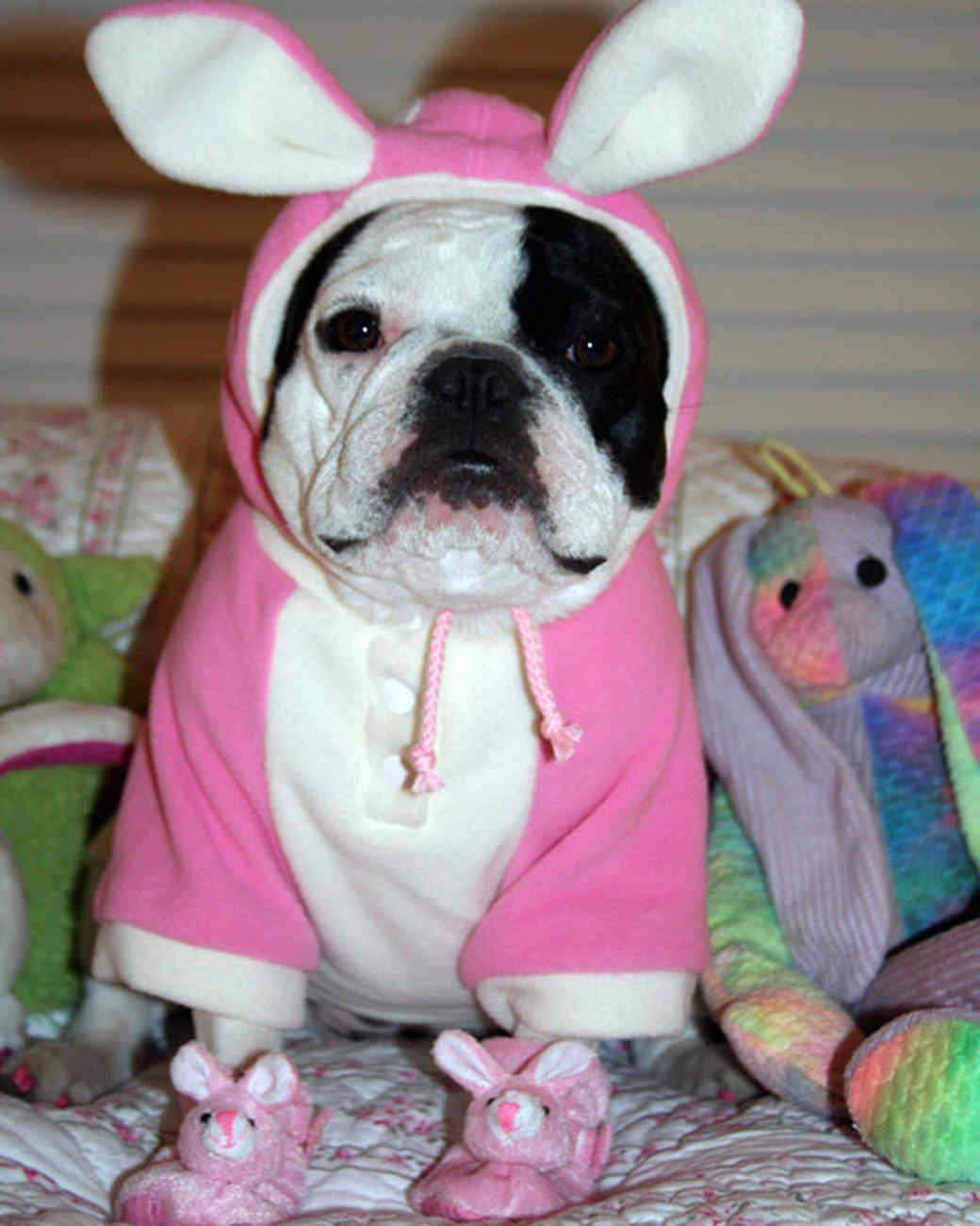Your Pets in Spring Outfits | Martha Stewart