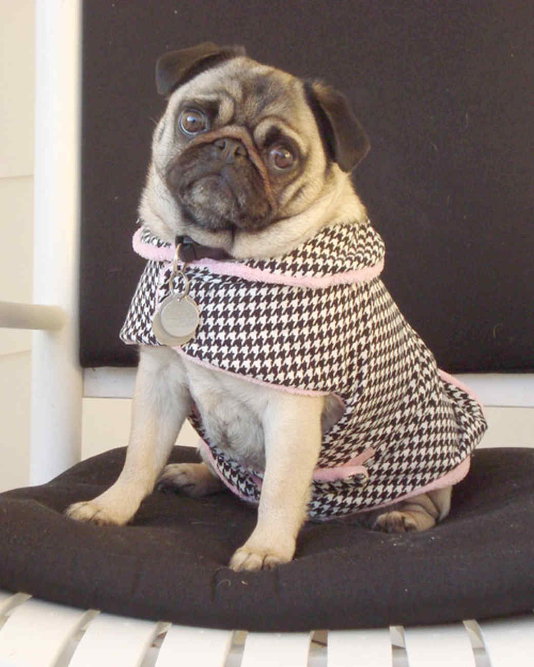 Your Pets in Spring Outfits | Martha Stewart