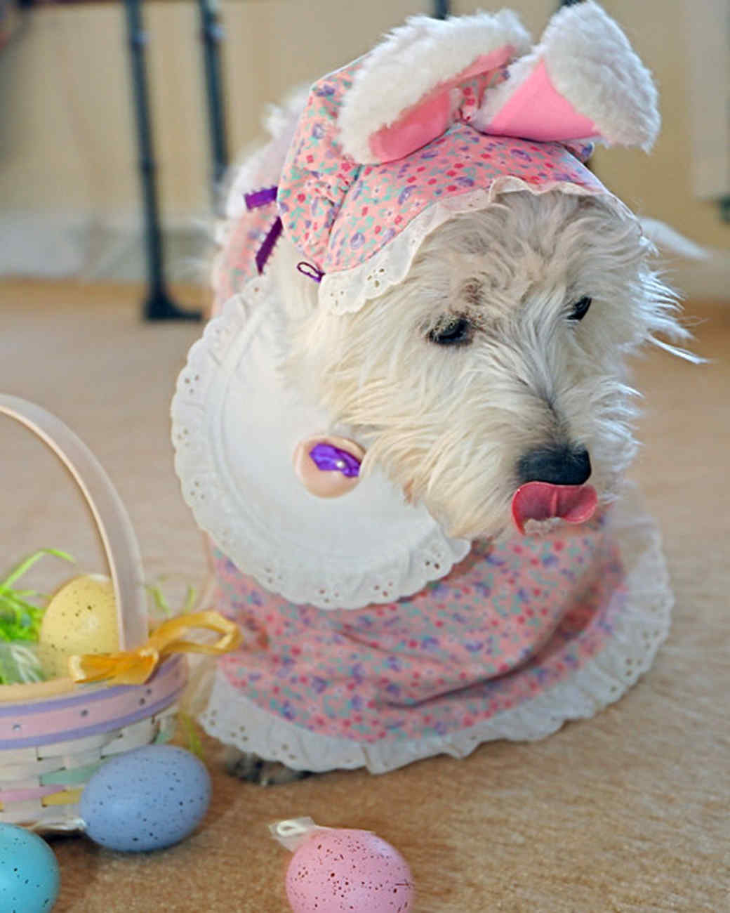 Your Pets in Spring Outfits | Martha Stewart