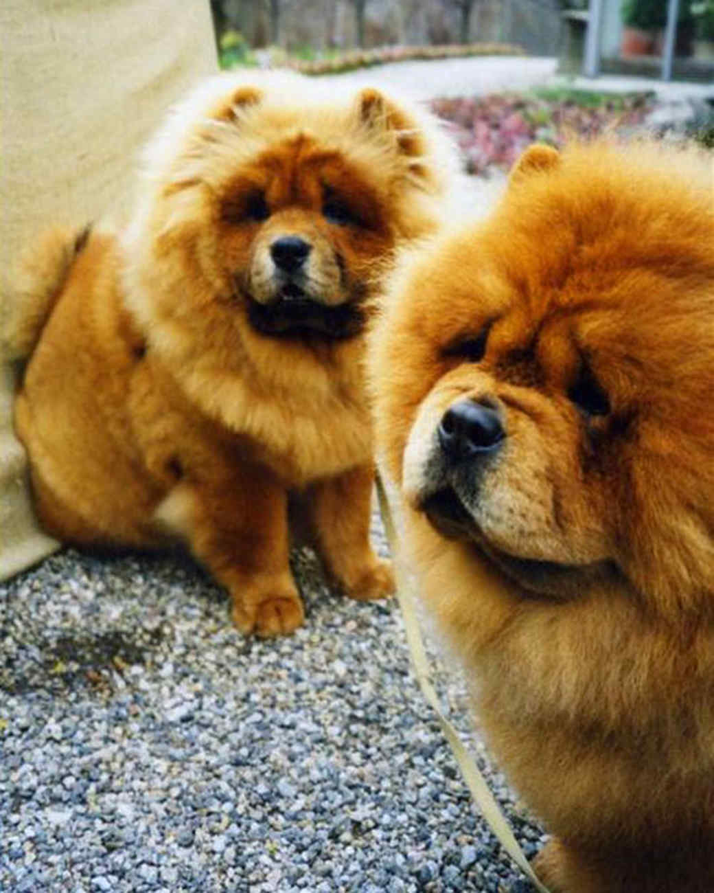 Martha's Pets | Martha Stewart