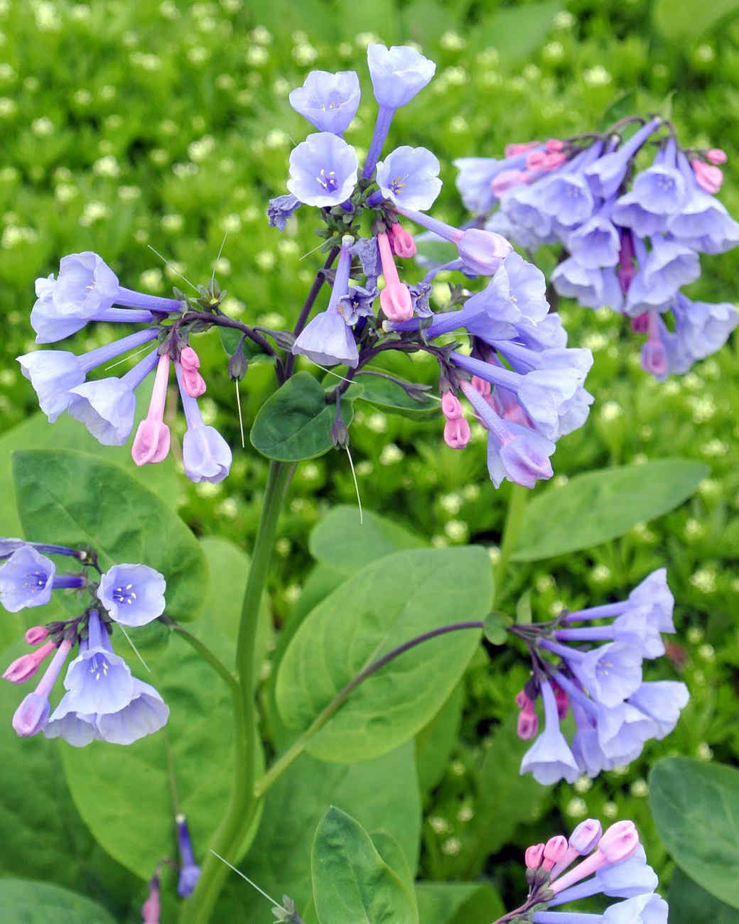 Spring Flowers, Garden Tours, and More from Martha's Blog! | Martha Stewart