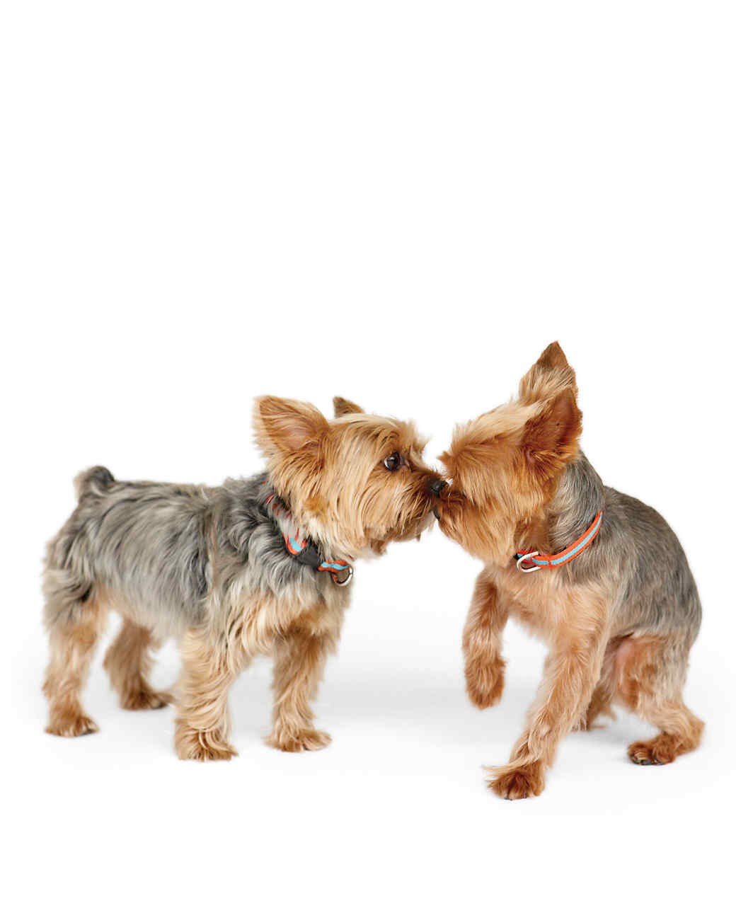 It's National Dog Day! Unleash Your Excitement with a Barking-Good Bash ...