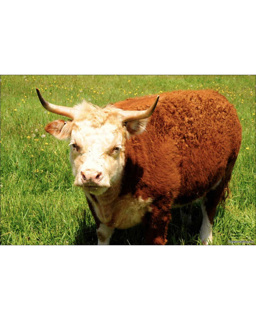 Martha Stewart's Pets Over the Years | Martha Stewart