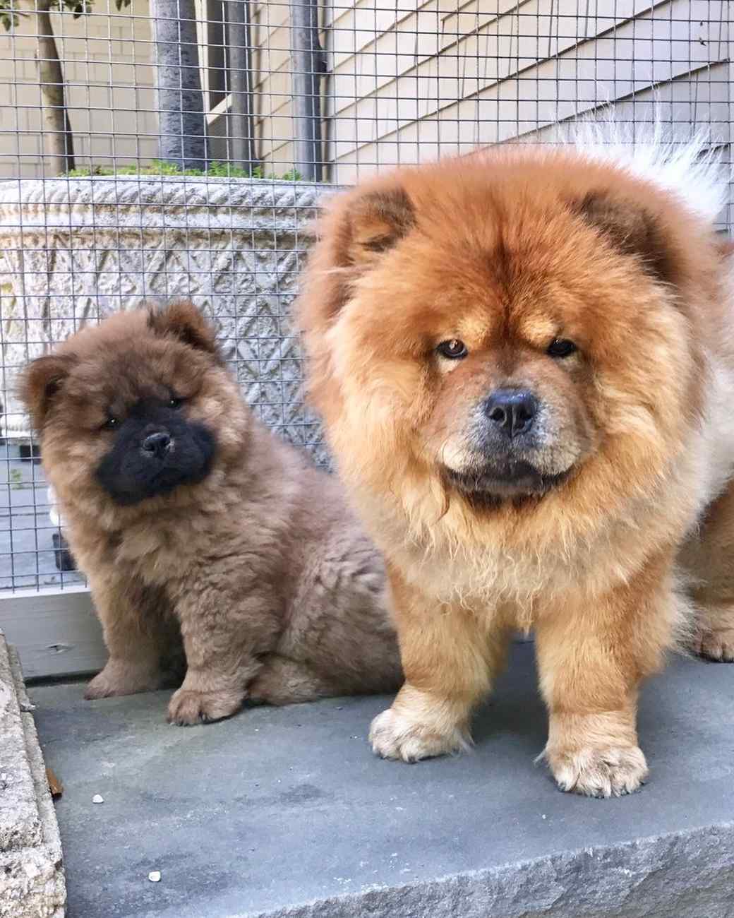 Martha Stewart's Pets Over the Years | Martha Stewart