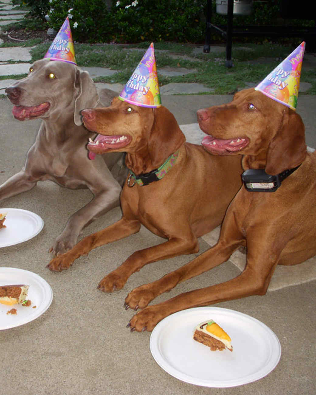 Party Animal Contest | Martha Stewart