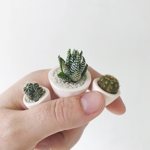 These Miniature Cacti are Grown to Last for Years | Martha Stewart